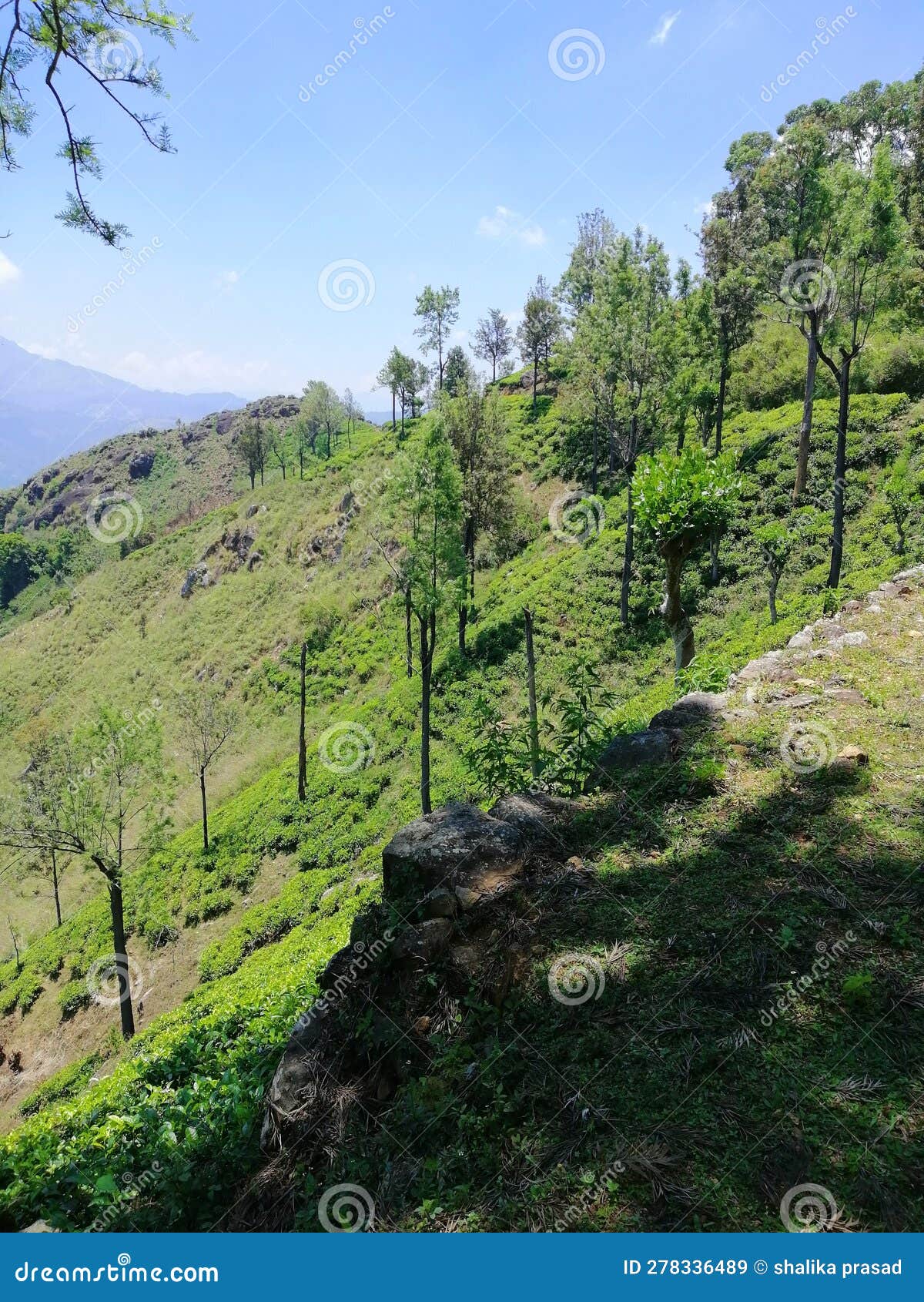 Kalugala Tea Plant Form Sri Lanka Stock Image - Image of vegetation ...