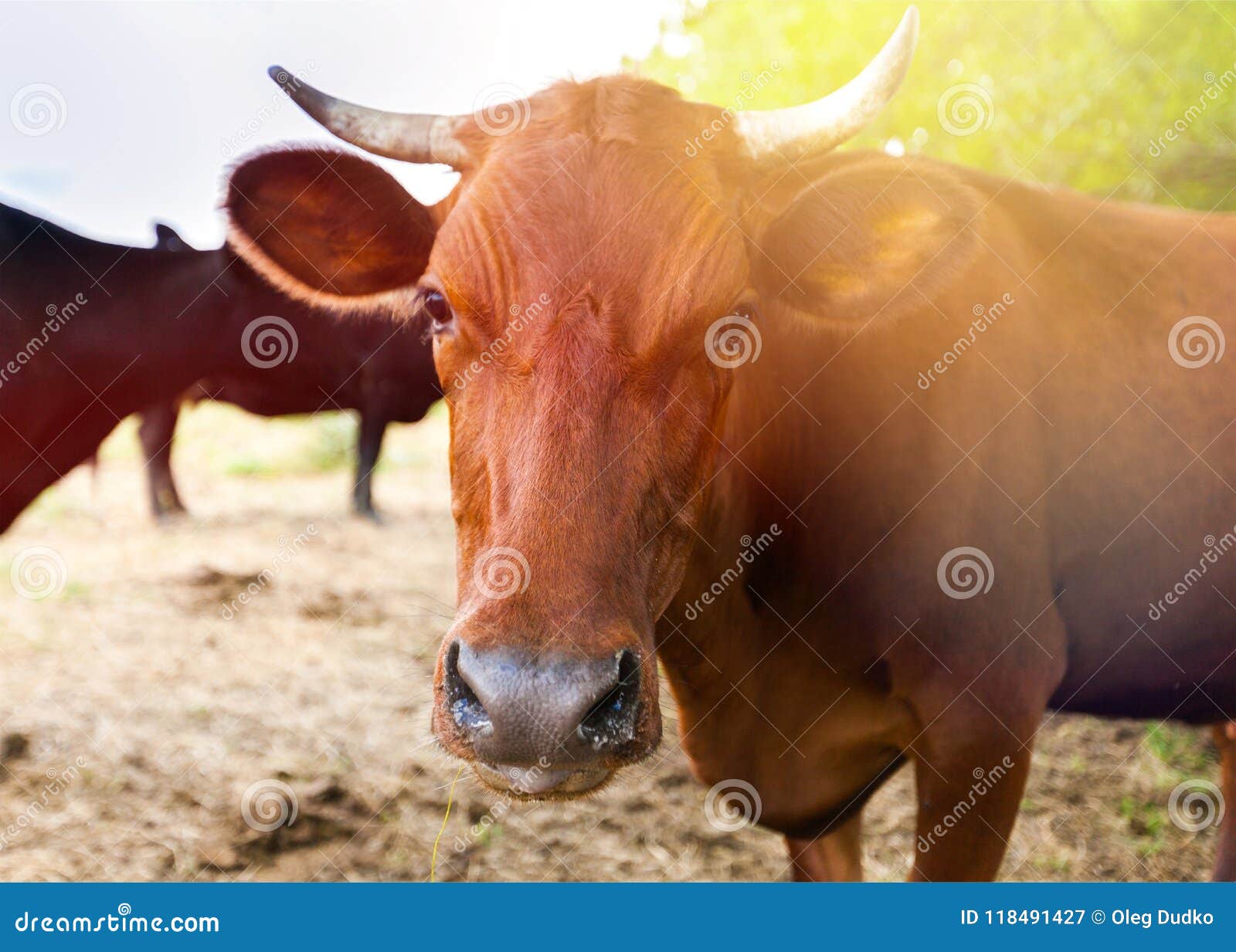 Kalv fotografering för bildbyråer. Bild av angus, gräs - 118491427