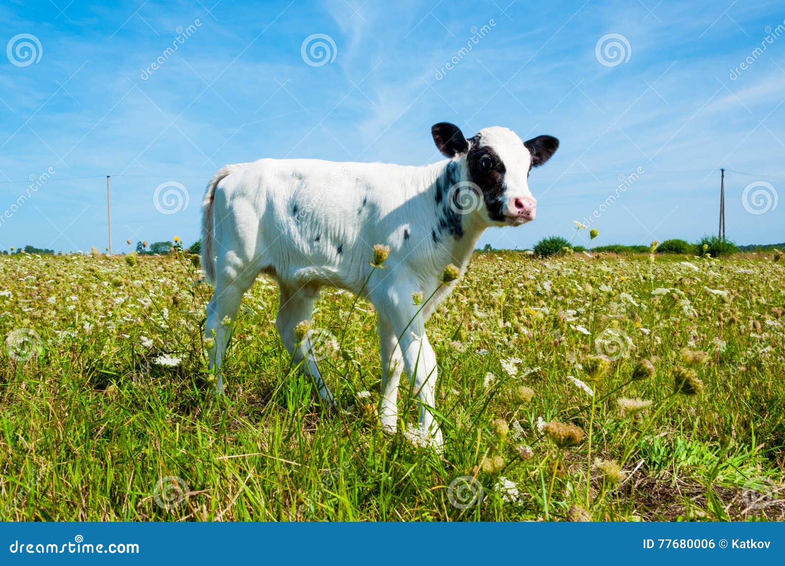 Kalv arkivfoto. Bild av organiskt, anhydrous, jordbruksmark - 77680006