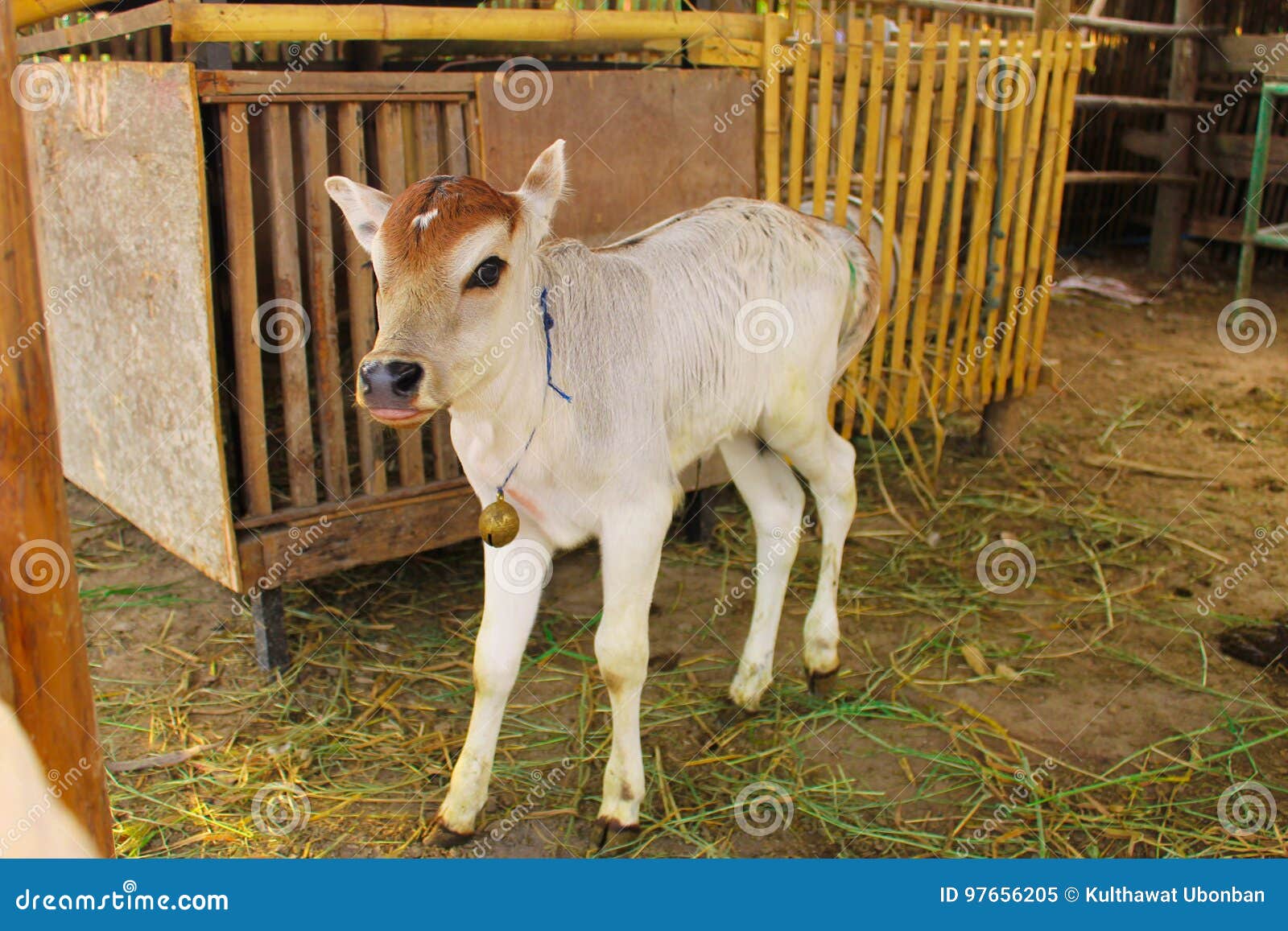 Kalv fotografering för bildbyråer. Bild av härlig, familj - 97656205