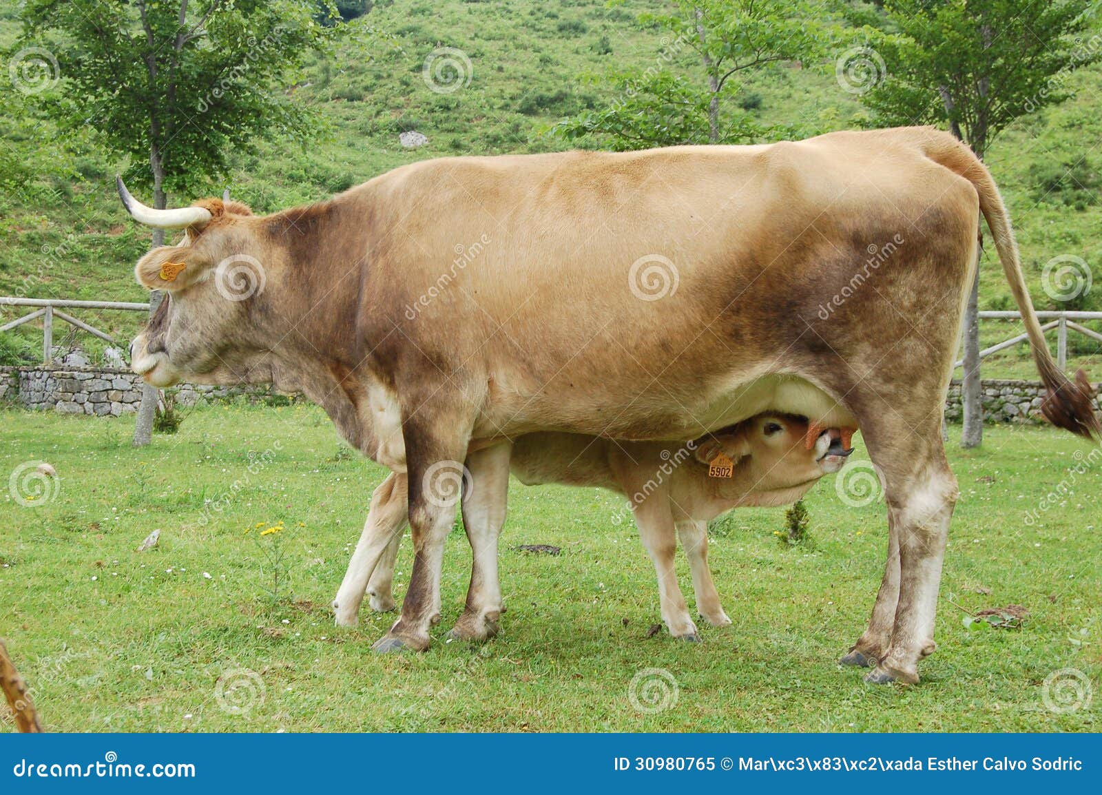 Kalv som matar från en ko fotografering för bildbyråer. Bild av ...