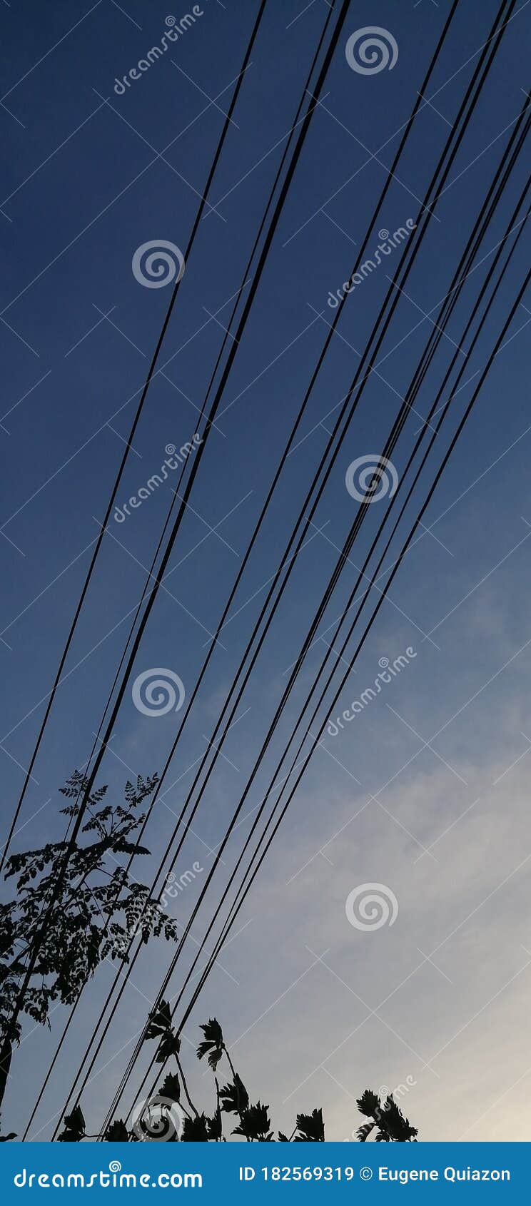 Kamansi Tree Stock Photos - Free & Royalty-Free Stock Photos from ...