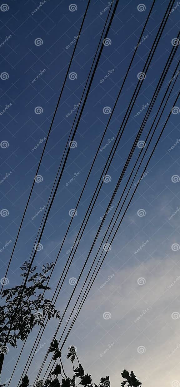 Kamansi Tree and Wires stock image. Image of kamansi - 182569319