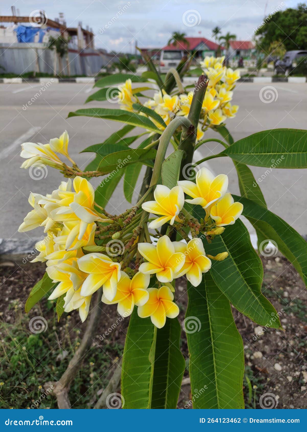 Kamboja Flower Beautiful Yellow Colour Stock Photo - Image of beautifu ...