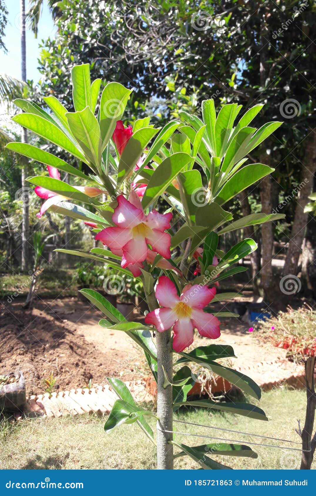 Kamboja Flower are Blooming in the Yard Stock Image - Image of yard ...