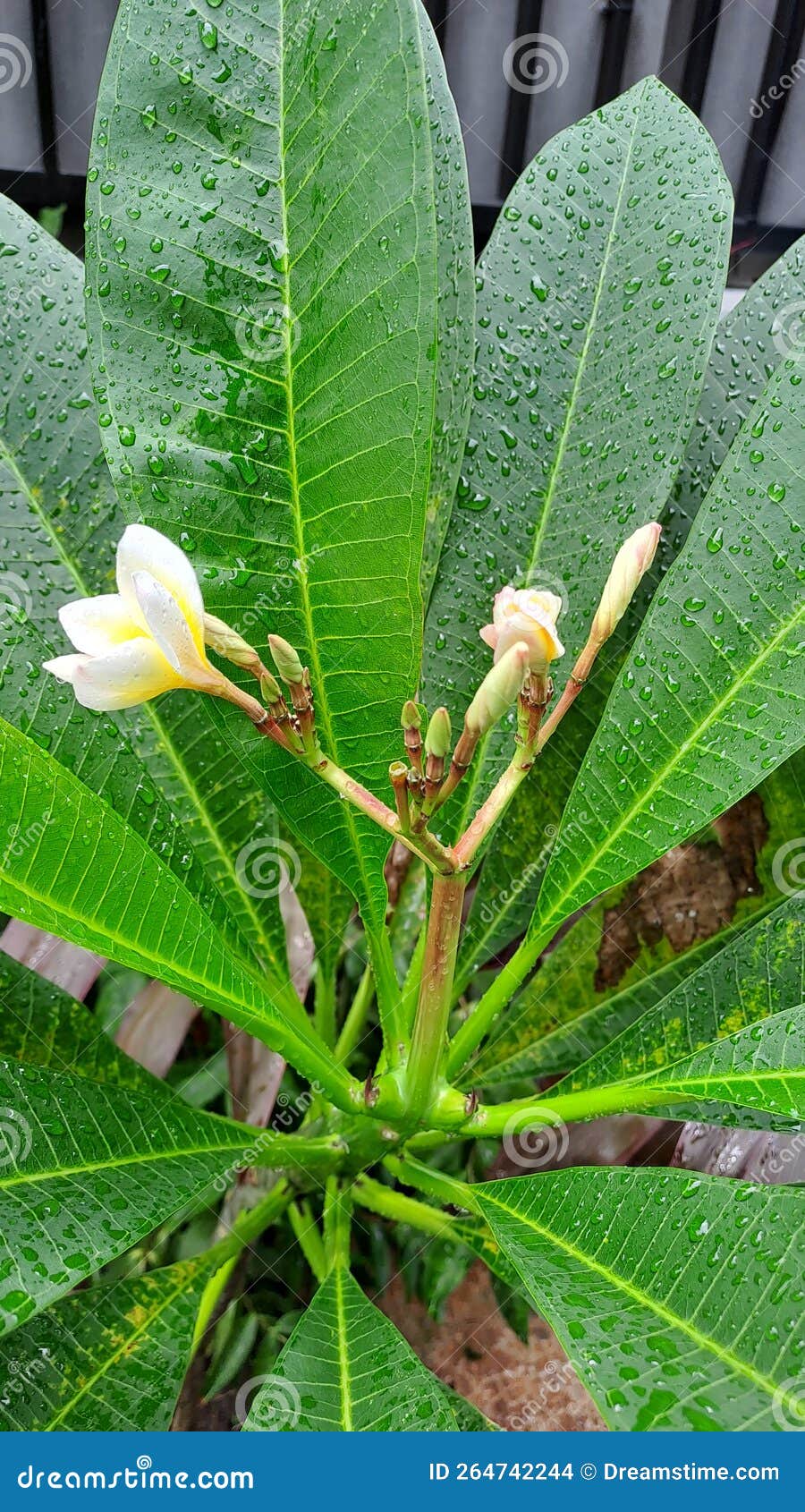 Kamboja flower form Bali stock photo. Image of vegetation - 264742244