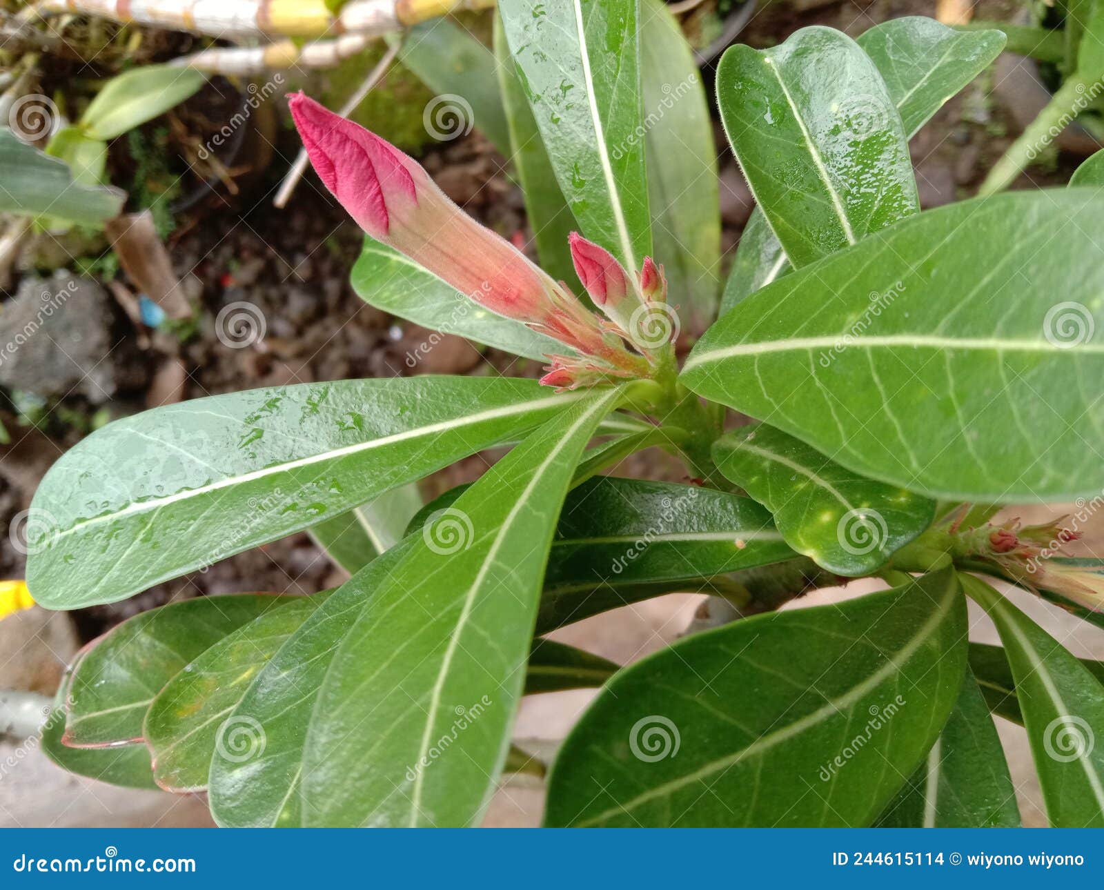 Kamboja flower pink stock photo. Image of kamboja, produce - 244615114
