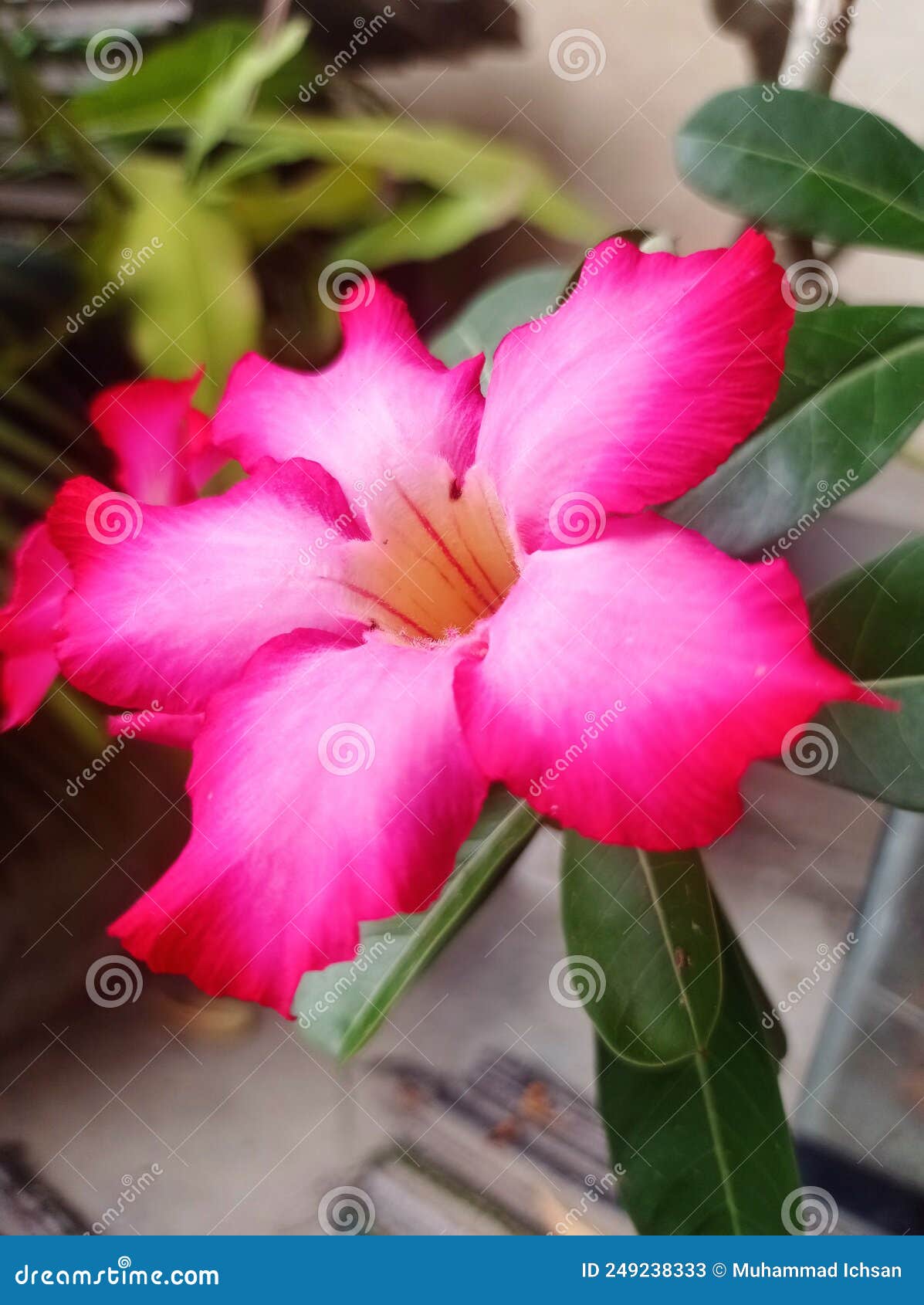 Kamboja Flower Pink stock image. Image of produce, plant - 249238333