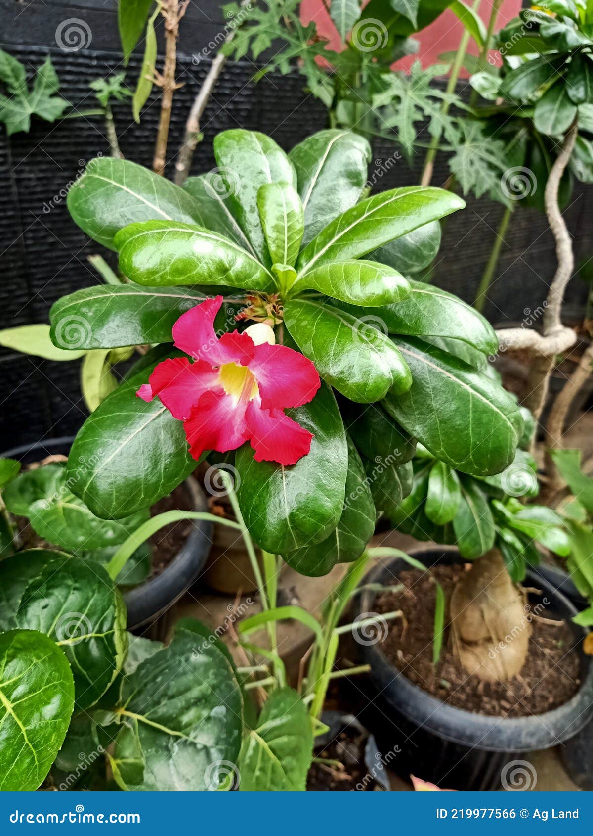 Kamboja Flower Pink Nature Wallpaper Stock Photo - Image of kamboja ...