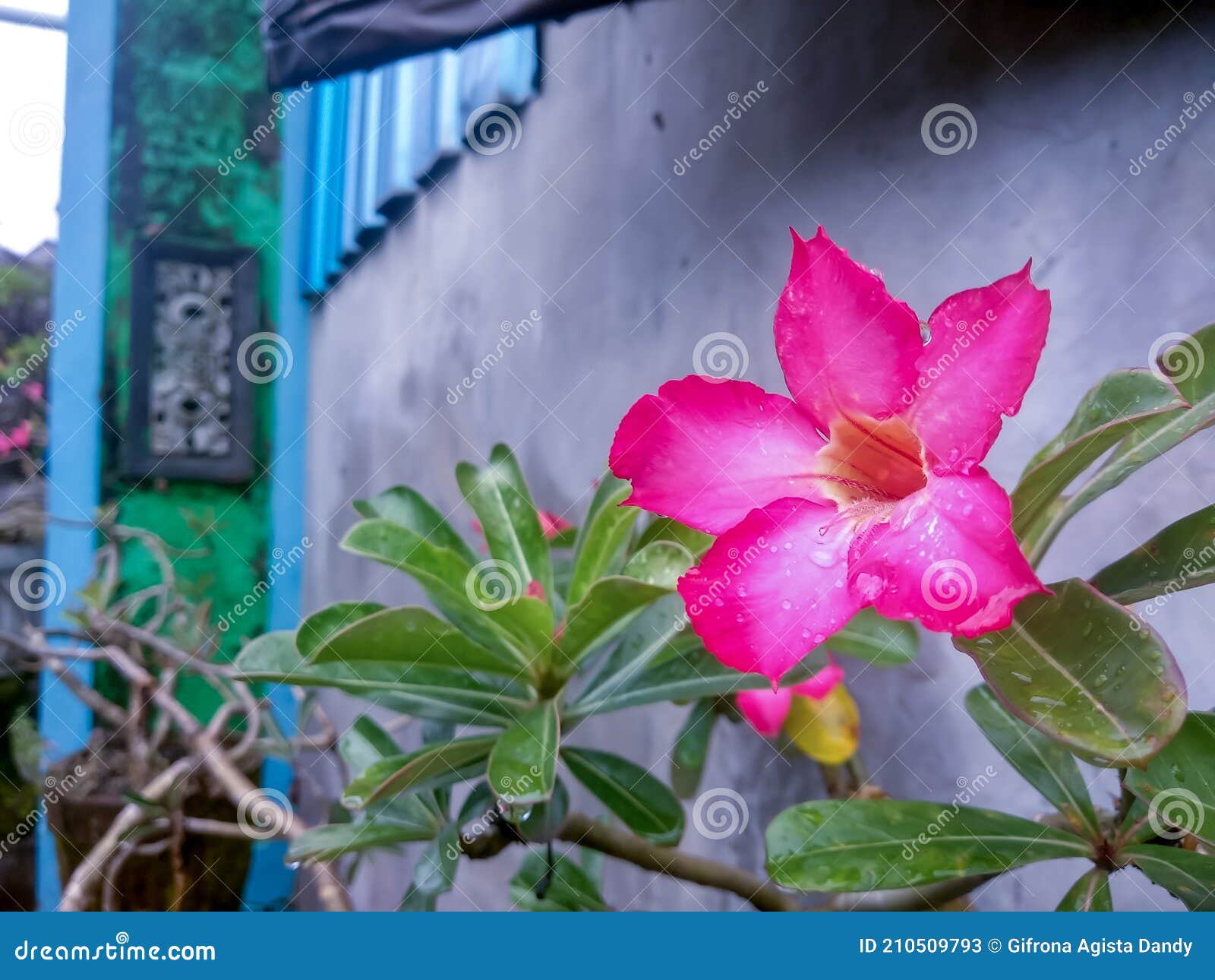 Kamboja Flower from Random Street at Bali Stock Image - Image of ...