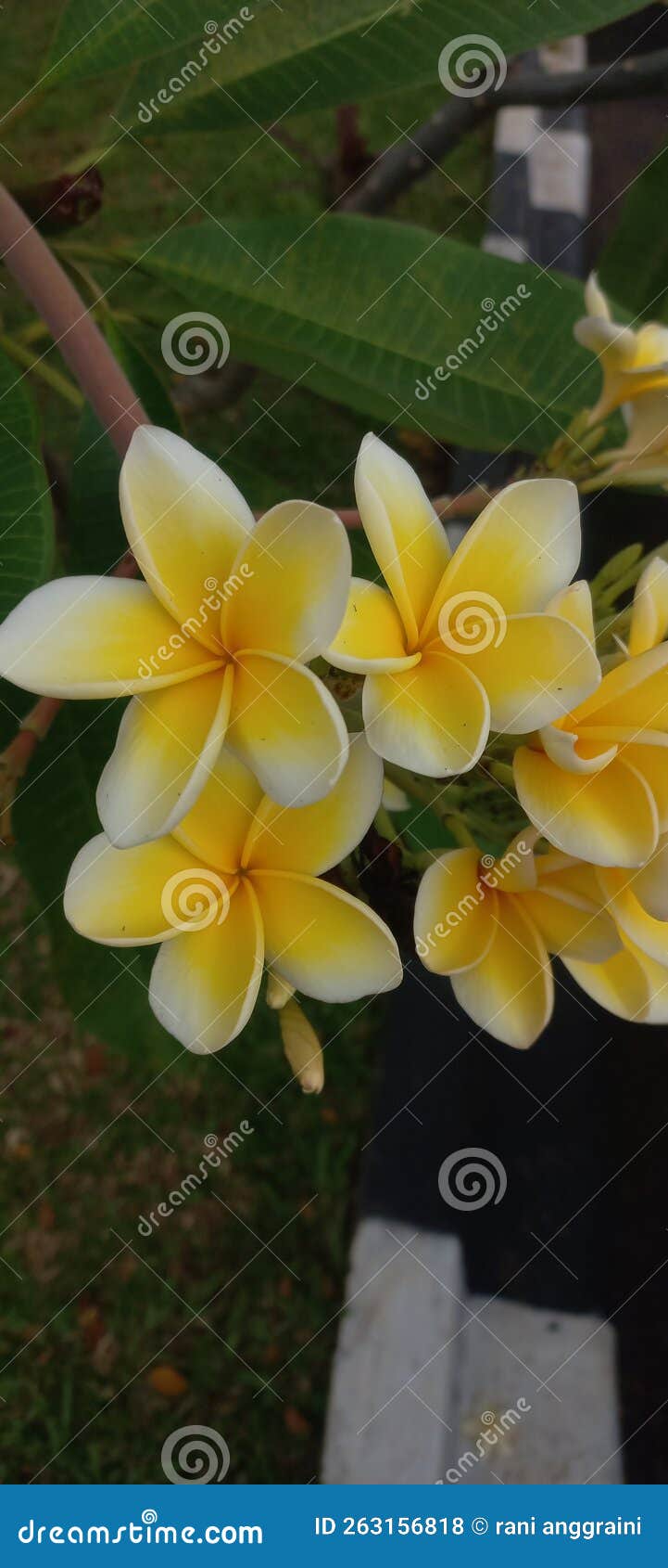 Kamboja Flowers at Indonesia Stock Photo - Image of indonesia, yellow ...