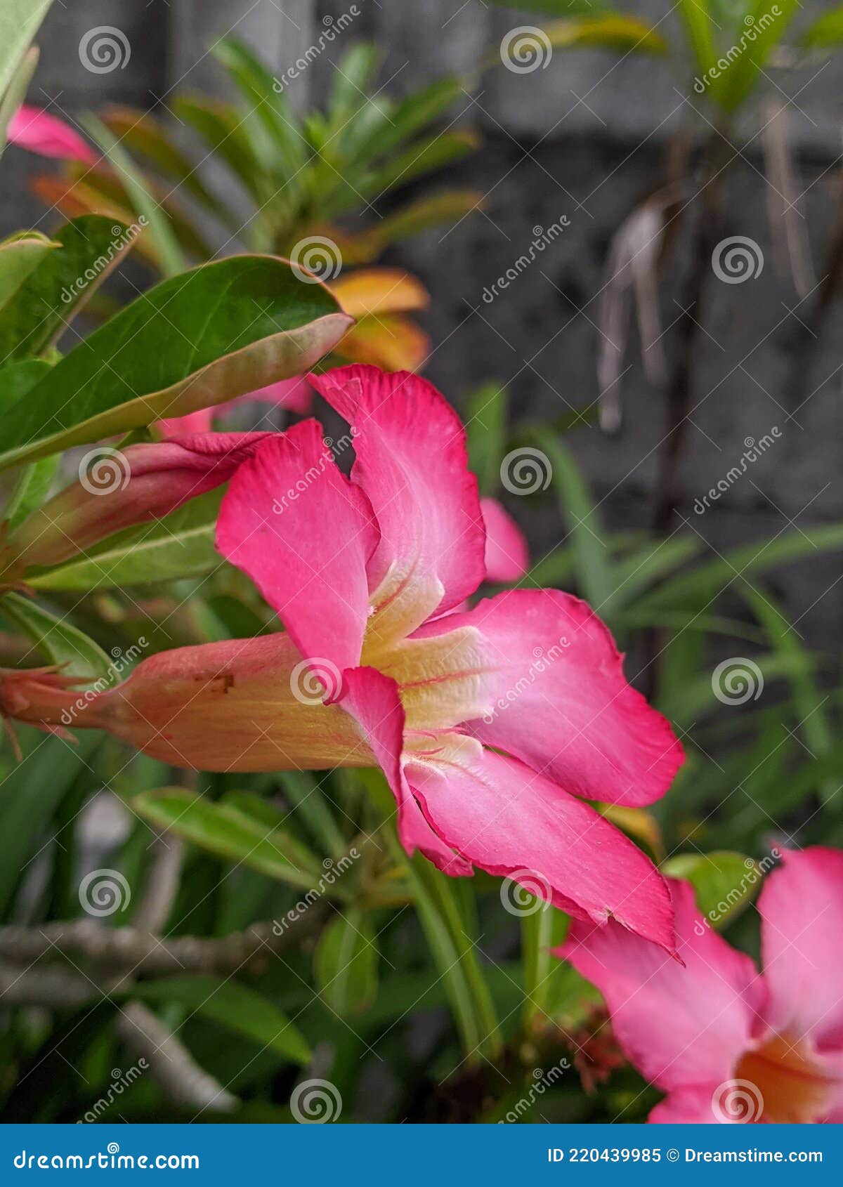 Kamboja Lily Wildflower Tree Stock Image - Image of plant, flower ...