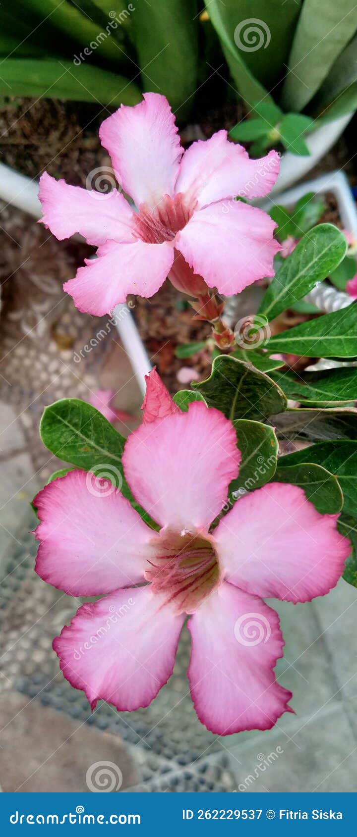 Kamboja Pink stock image. Image of garden, kamboja, beautiful - 262229537