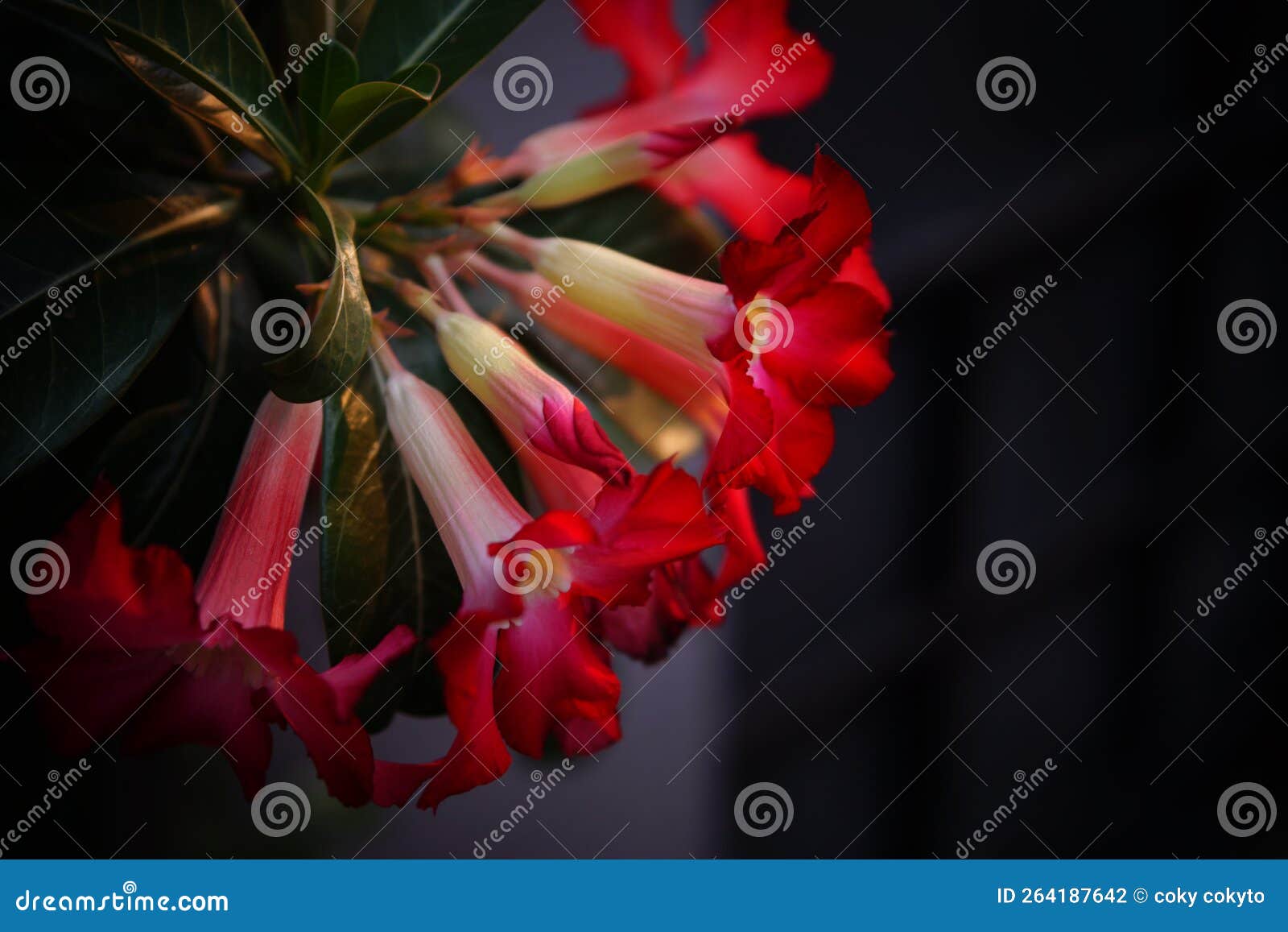 Kamboja tree stock photo. Image of flower, green, bunga - 264187642