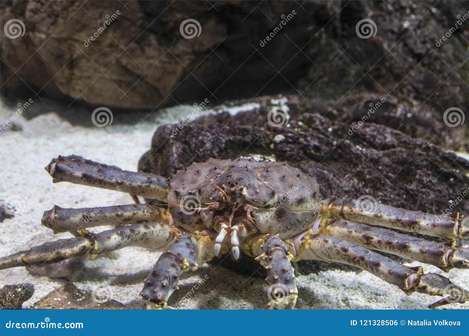 Kamchatka Crab at the Bottom of the Sea Stock Photo - Image of cancer ...