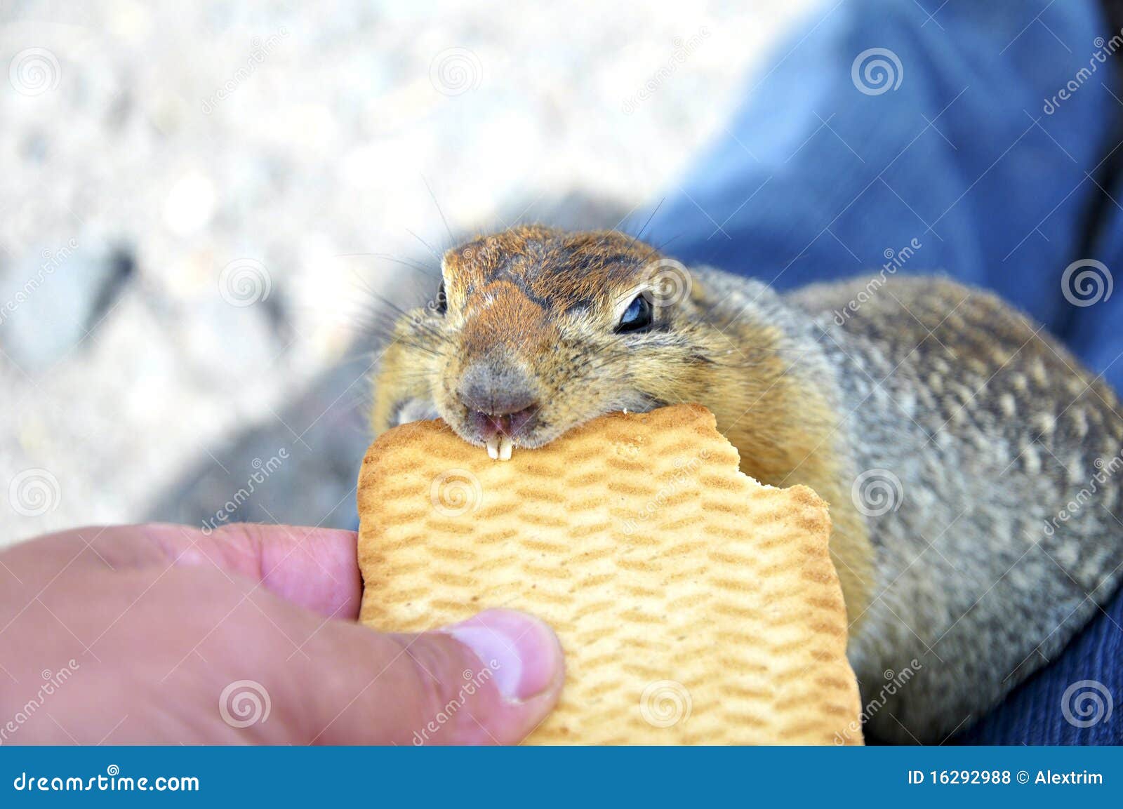 The Kamchatka gopher stock photo. Image of kamchatka - 16292988