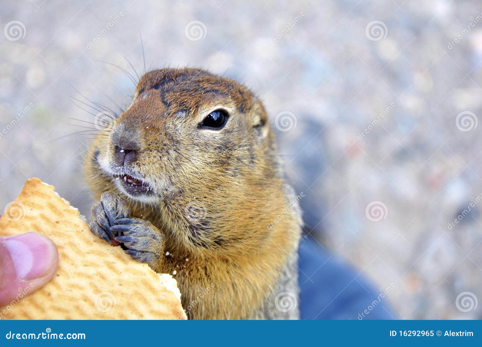 The Kamchatka Gopher with Cookies Stock Image - Image of desert ...