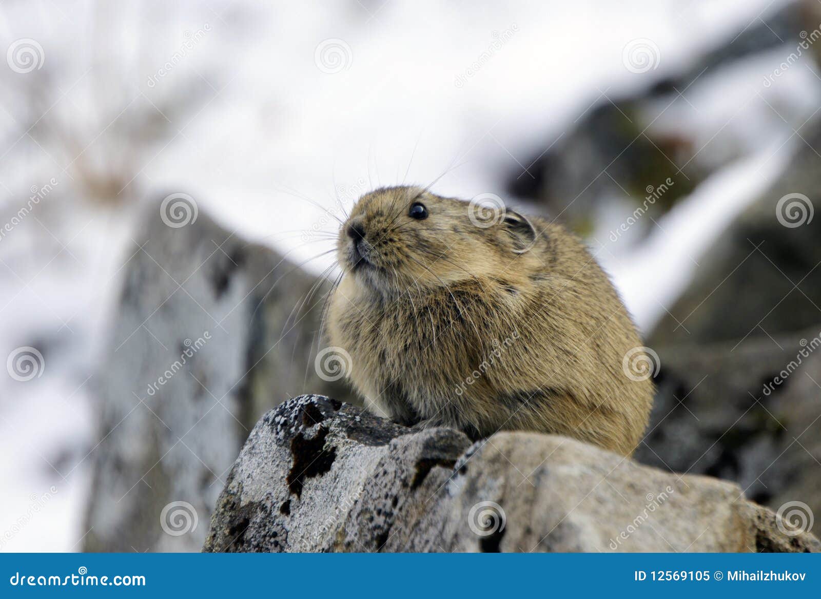 Kamchatka pika. stock image. Image of mammal, pika, russia - 12569105