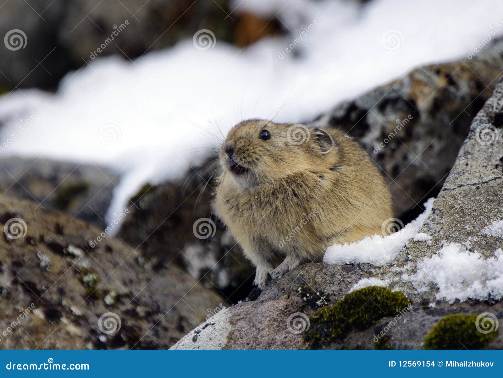 Kamchatka pika. stock photo. Image of russia, nature - 12569154