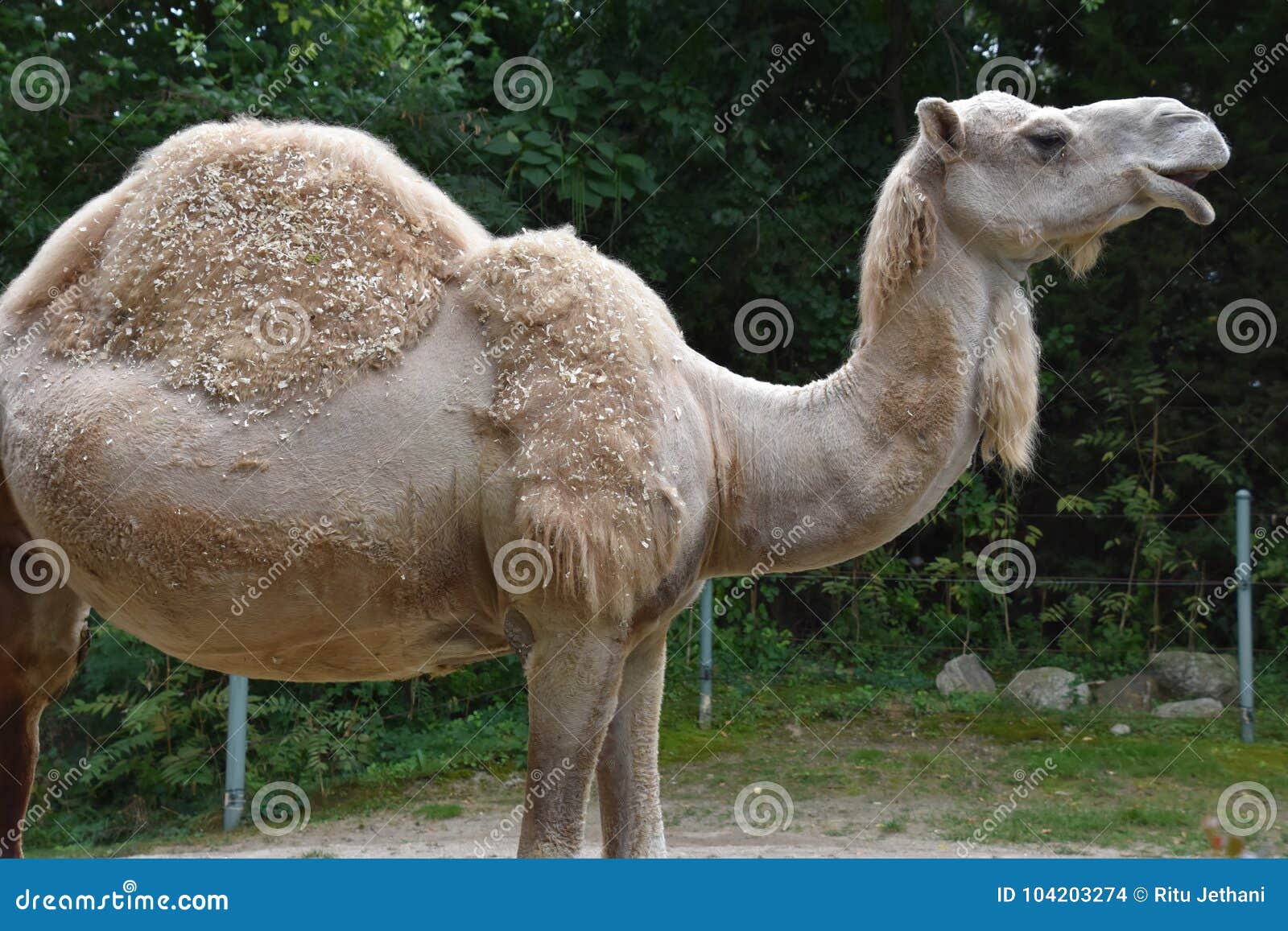 Kameel stock foto. Image of sahara, toerisme, dier, hoofd - 104203274