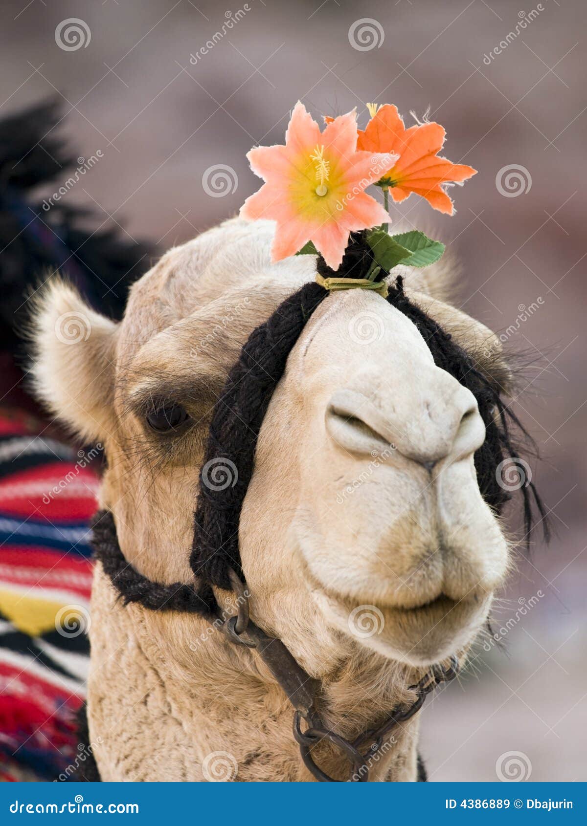 Kameel stock afbeelding. Image of sluit, tropisch, ernstig - 4386889