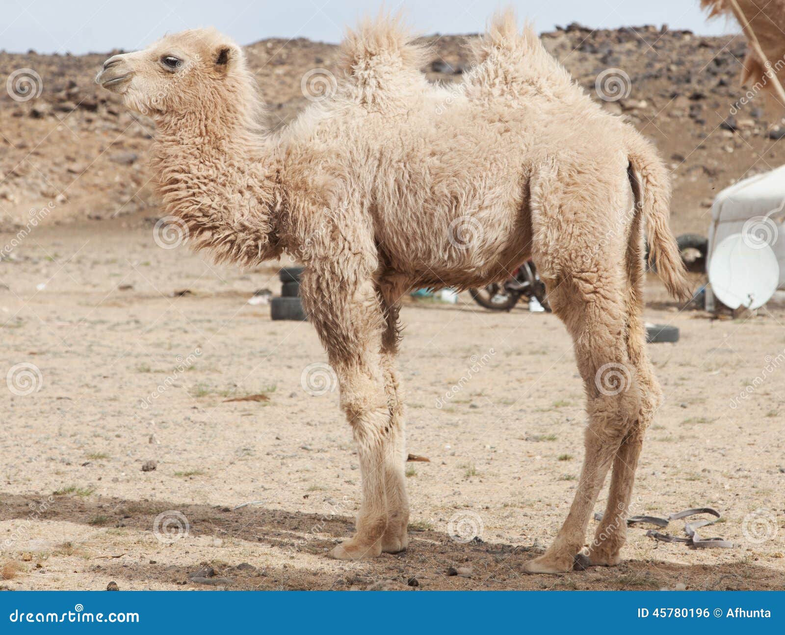 Kameel stock foto. Image of bult, oostelijk, bestemmingen - 45780196