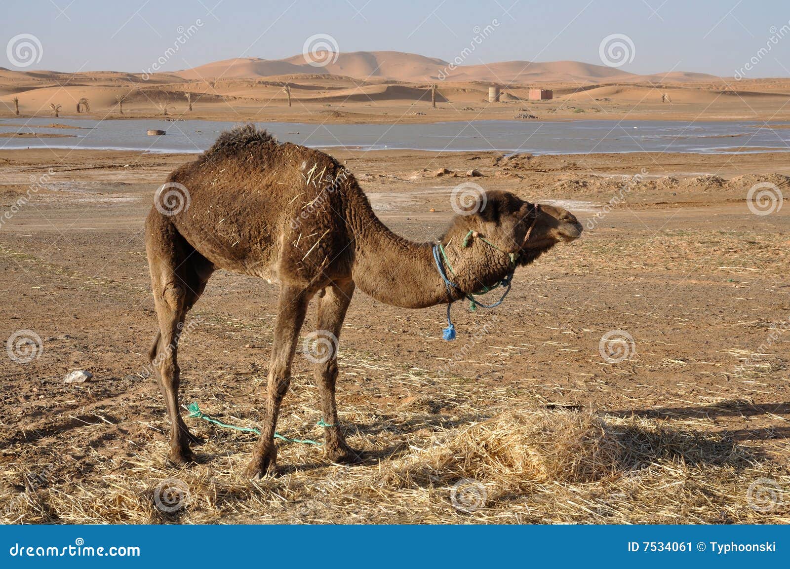 Kameel in De Sahara, Marokko Stock Afbeelding - Image of woestijn ...