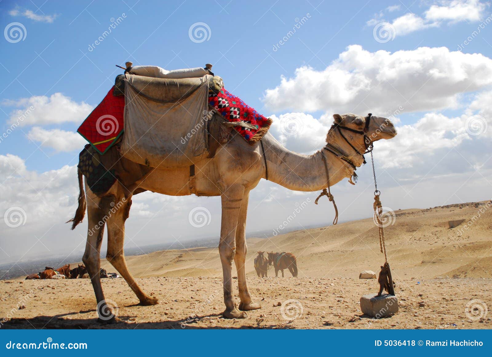 Kameel In De Woestijn Picture. Image: 5036418