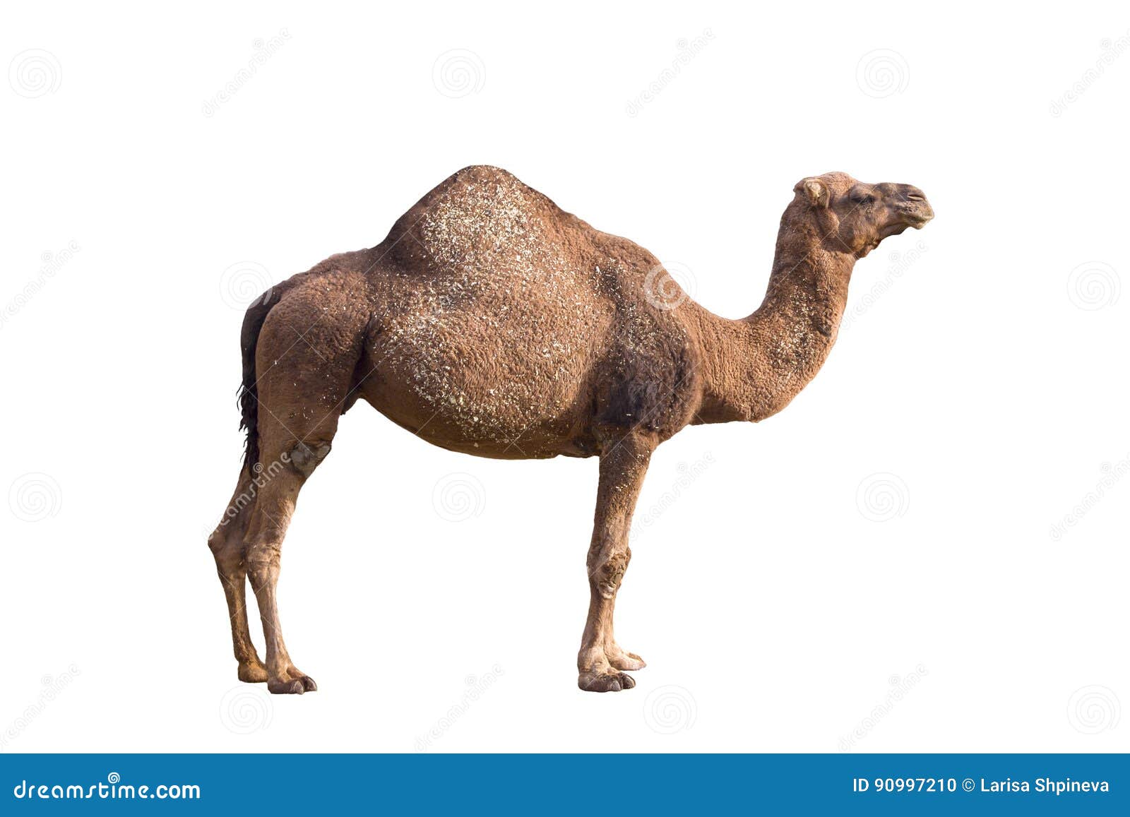 Kameel Op Een Witte Achtergrond Stock Foto - Image of beige, soort ...