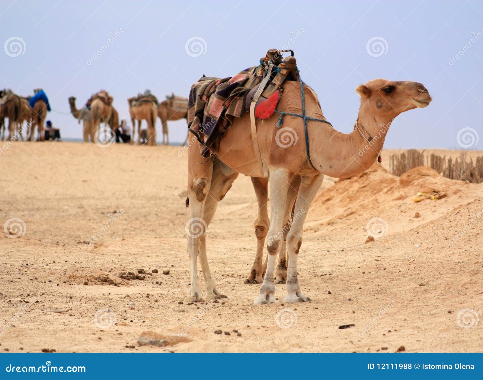 Kameel in woestijn stock foto. Image of woestijn, toerisme - 12111988