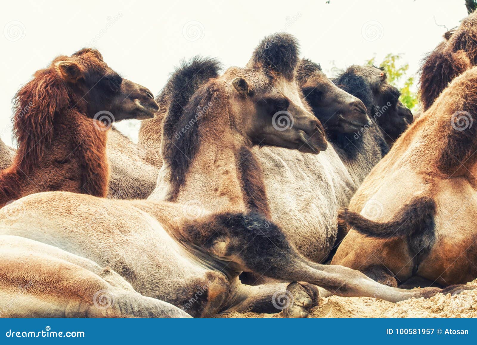 Kamel fotografering för bildbyråer. Bild av arabisk - 100581957