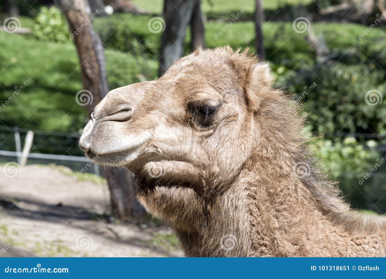 Kamel fotografering för bildbyråer. Bild av medf8ort - 101318651