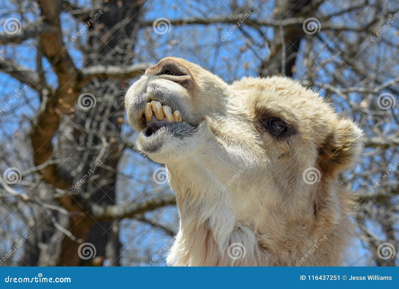 Kamel fotografering för bildbyråer. Bild av stort, kamel - 116437251