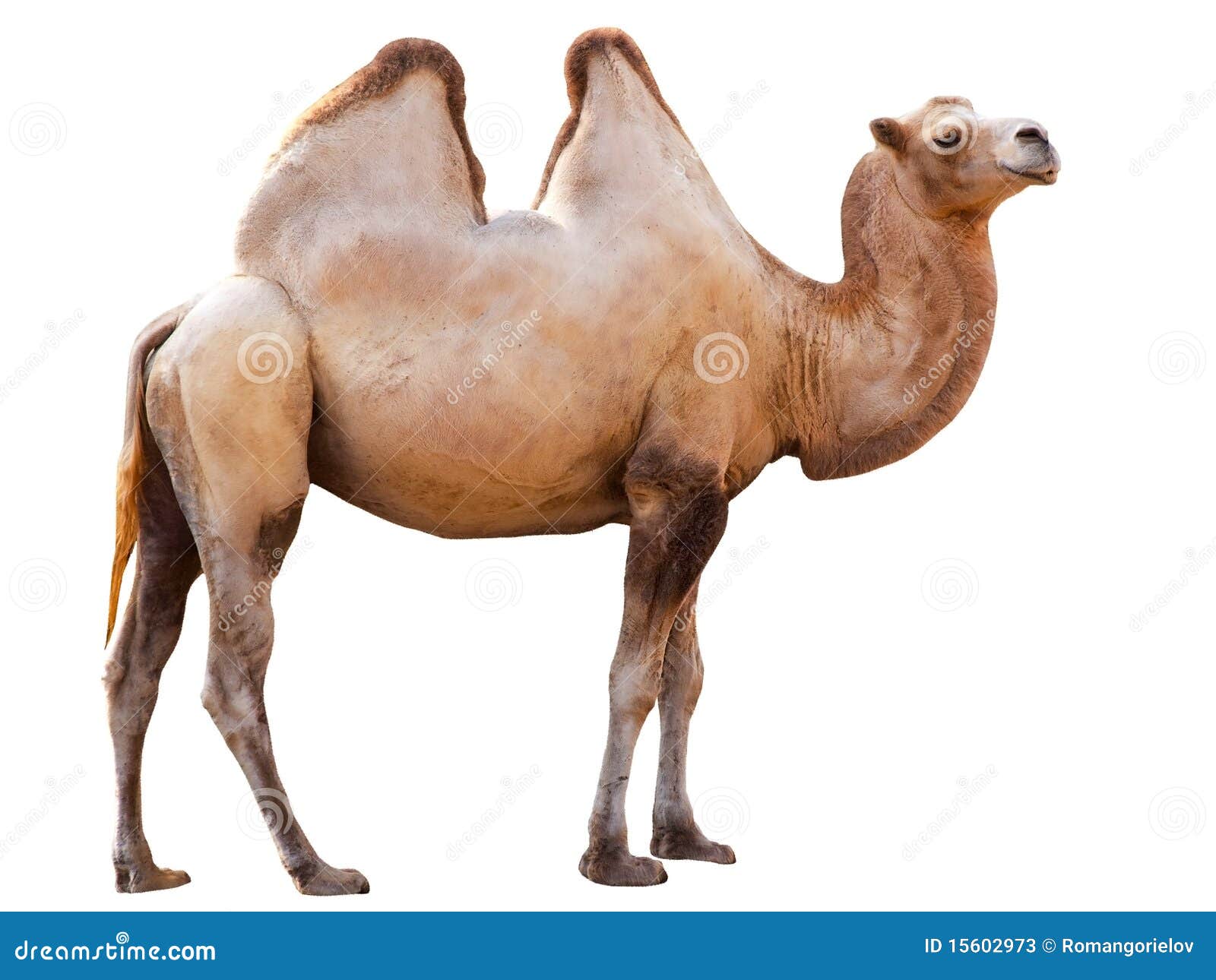 Kamel Stockfotos - Bild: 15602973