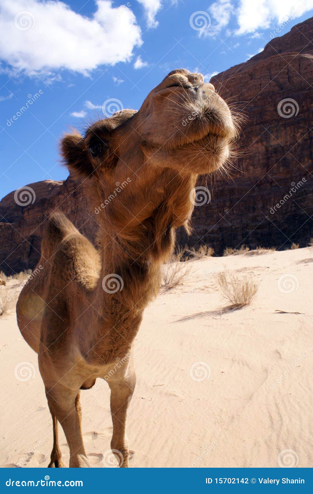 Kamel arkivfoto. Bild av medf8ort, öken, sahara, safari - 15702142