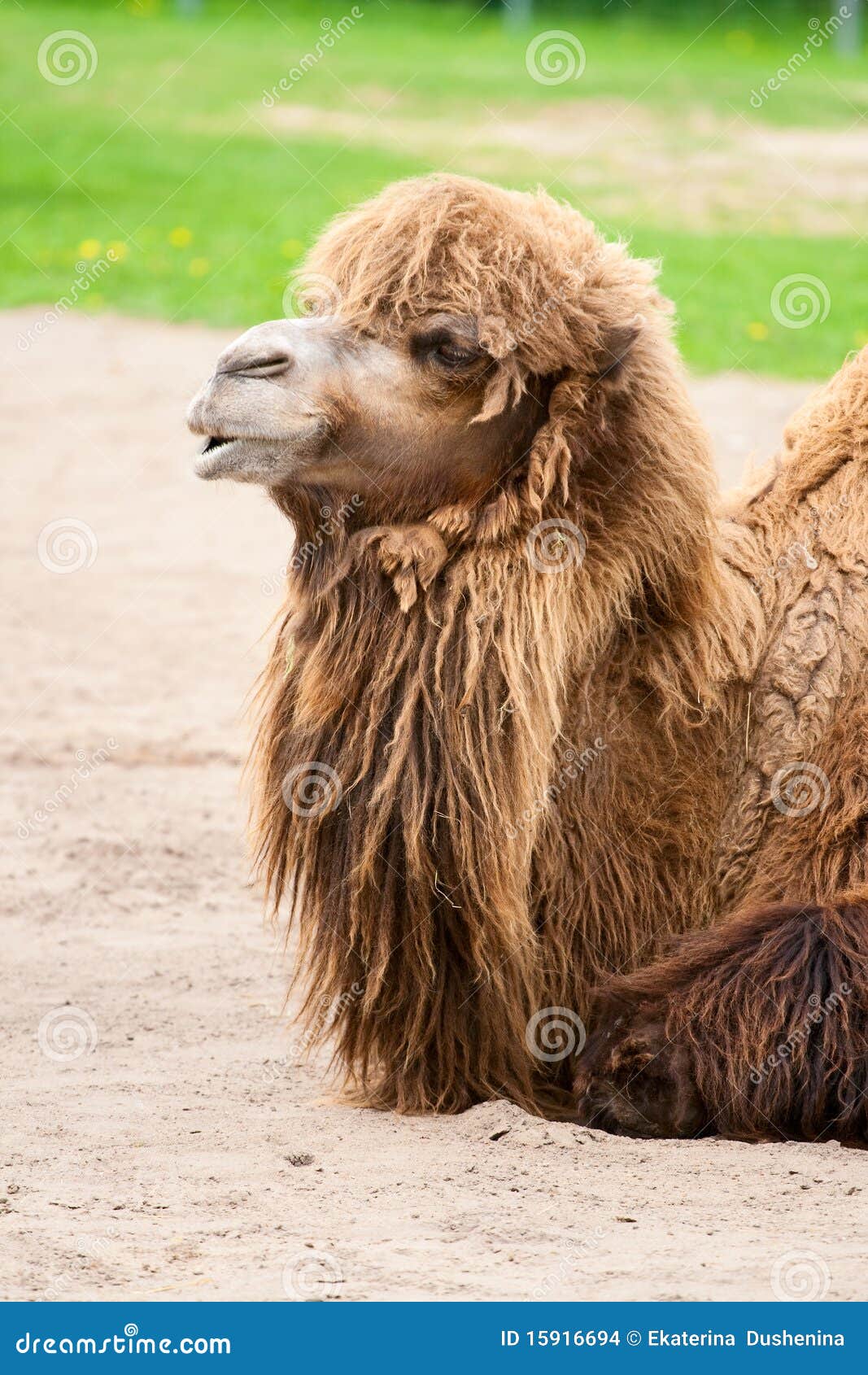 Kamel. stockfoto. Bild von nett, öffnung, szenen, kopf - 15916694