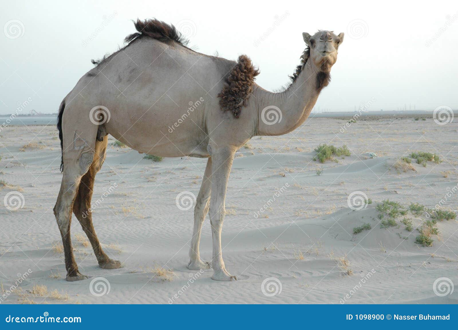 Kamel 2 Bild. Bild: 1098900