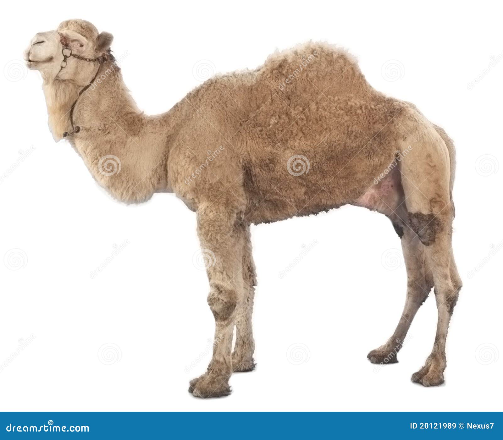 Kamel fotografering för bildbyråer. Bild av turism, utfärd - 20121989