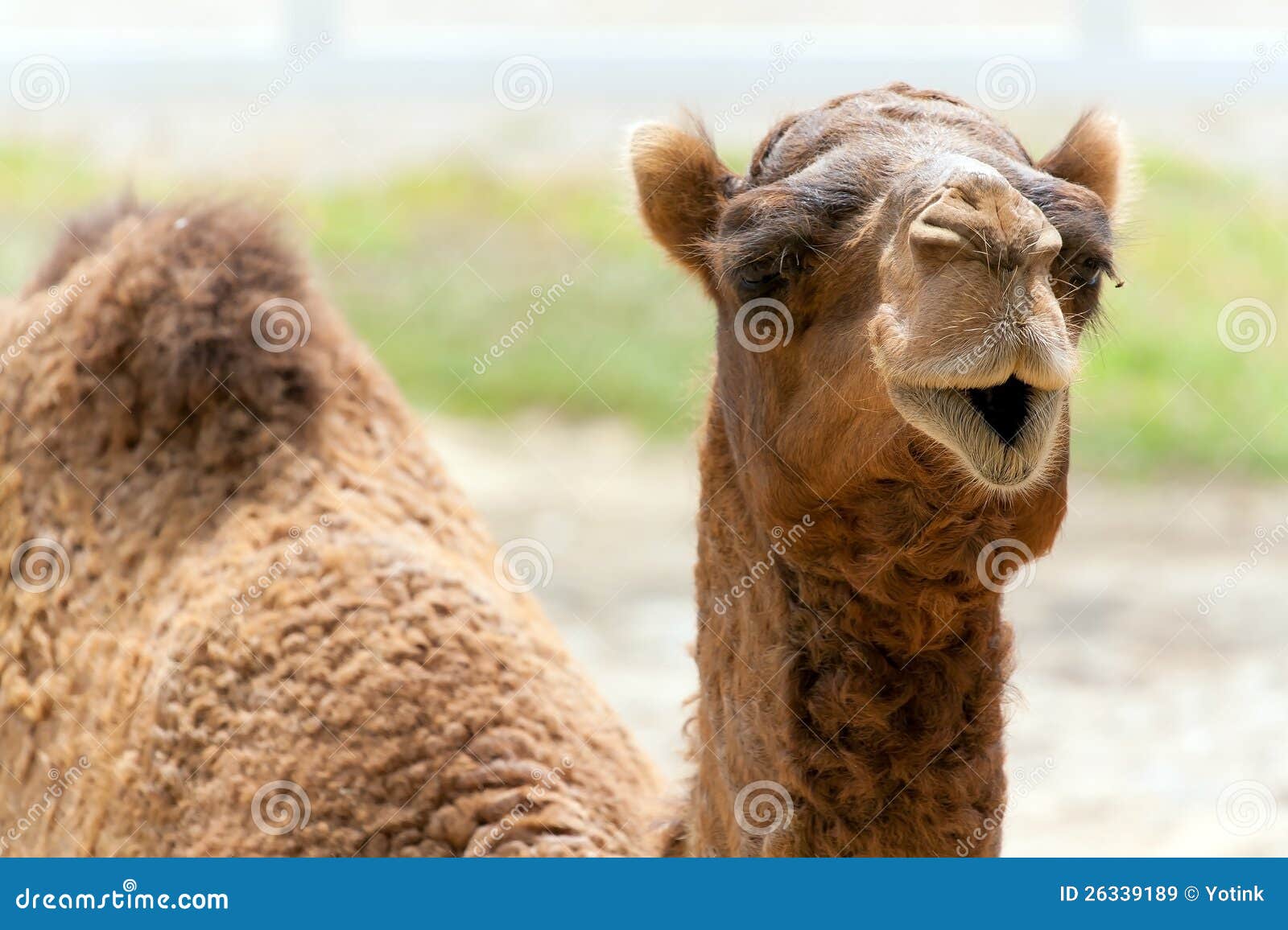 Kamel fotografering för bildbyråer. Bild av damm, kamel - 26339189