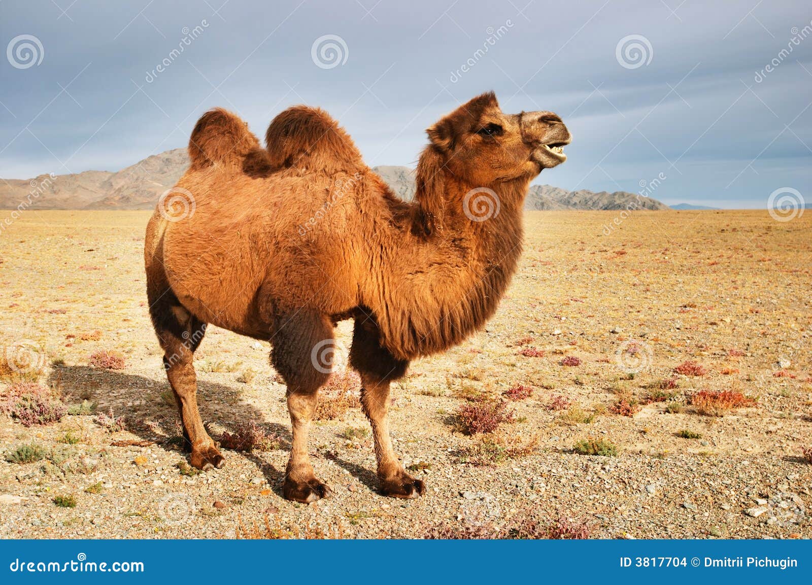 Kamel stockfoto. Bild von ansicht, nave, bewirtschaften - 3817704