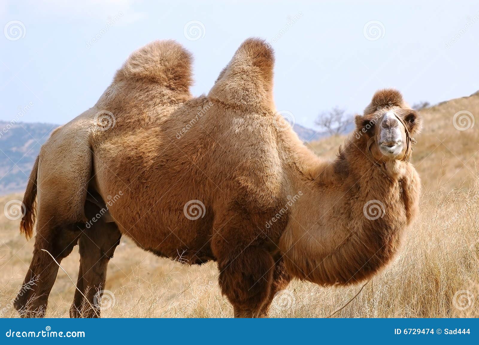 Kamel stockfoto. Bild von reise, sommer, tier, kamel, transport - 6729474