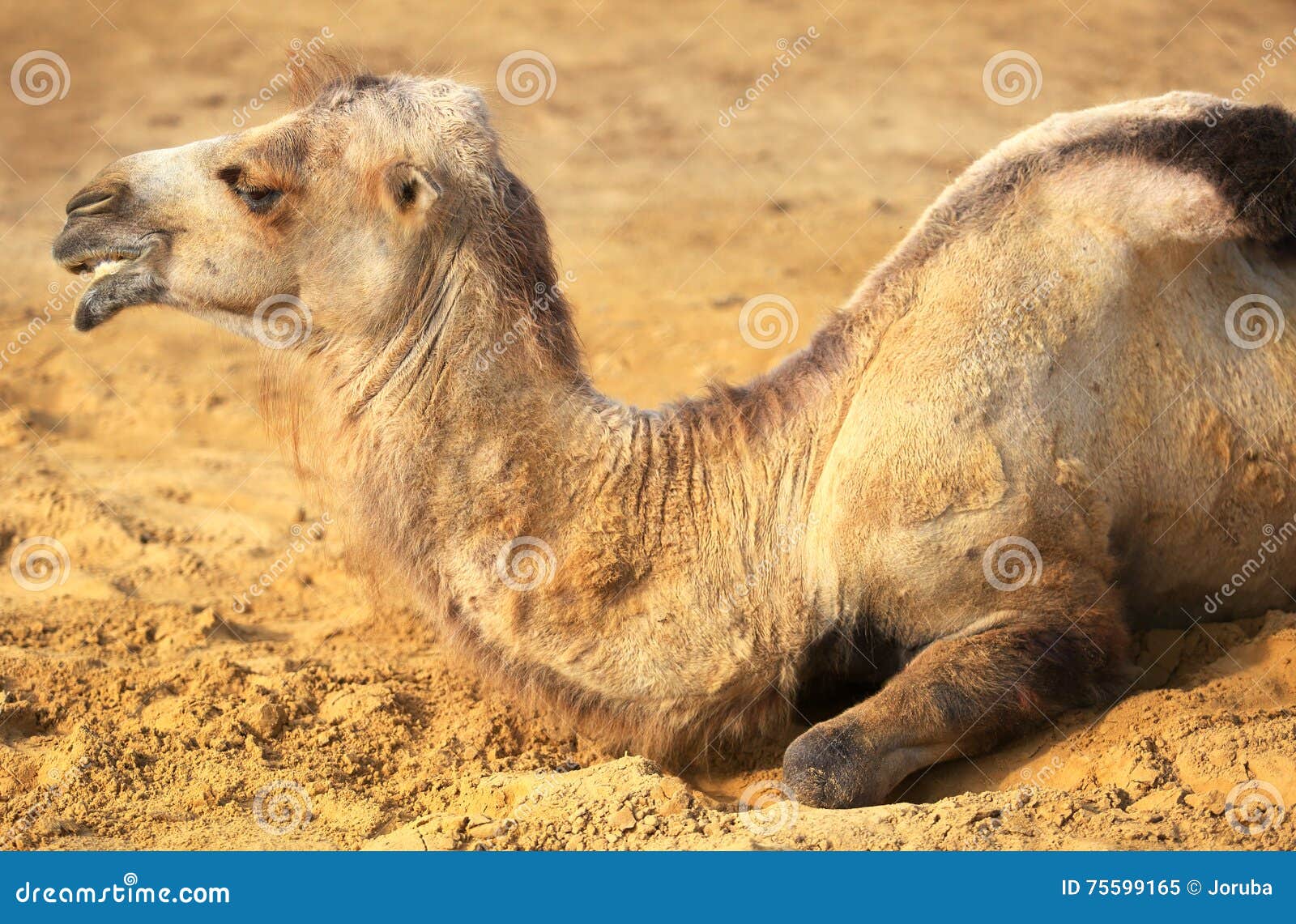 Kamel fotografering för bildbyråer. Bild av trött, angus - 75599165