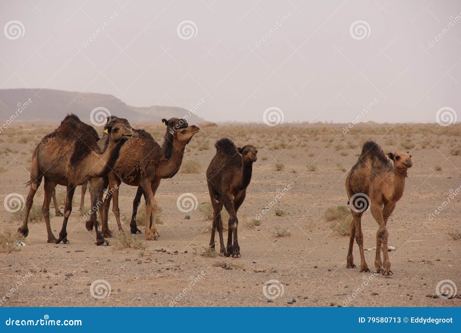 Kamel fotografering för bildbyråer. Bild av norr, medf8ort - 79580713