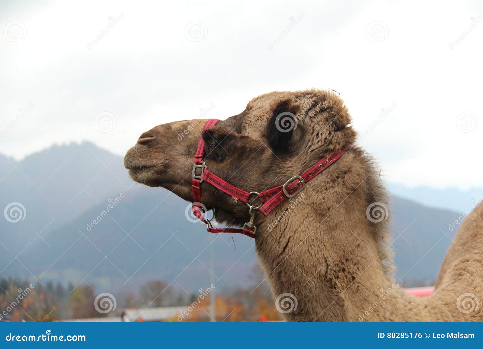 Kamel stockfoto. Bild von reise, klasse, kultur, säugetier - 80285176