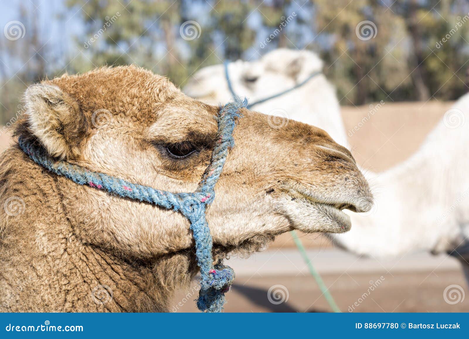 Kamel arkivfoto. Bild av marina, näsa, resa, liggande - 88697780