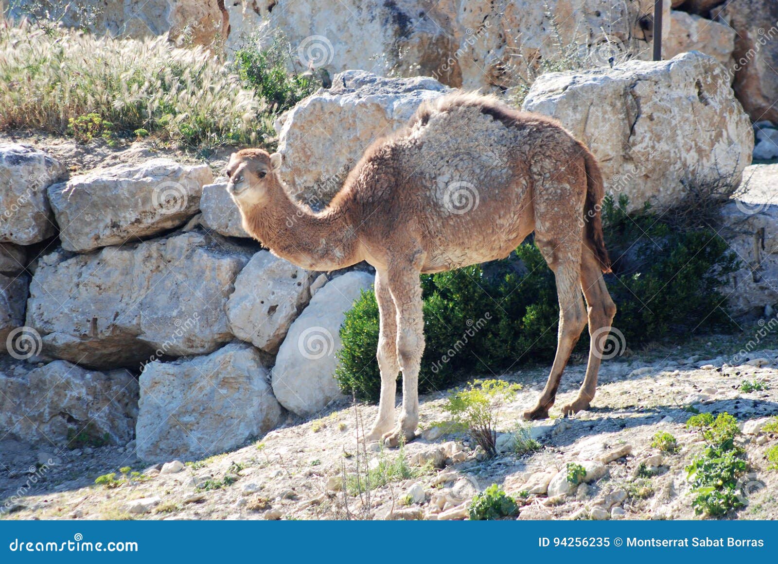 Kamel fotografering för bildbyråer. Bild av tätt, hals - 94256235