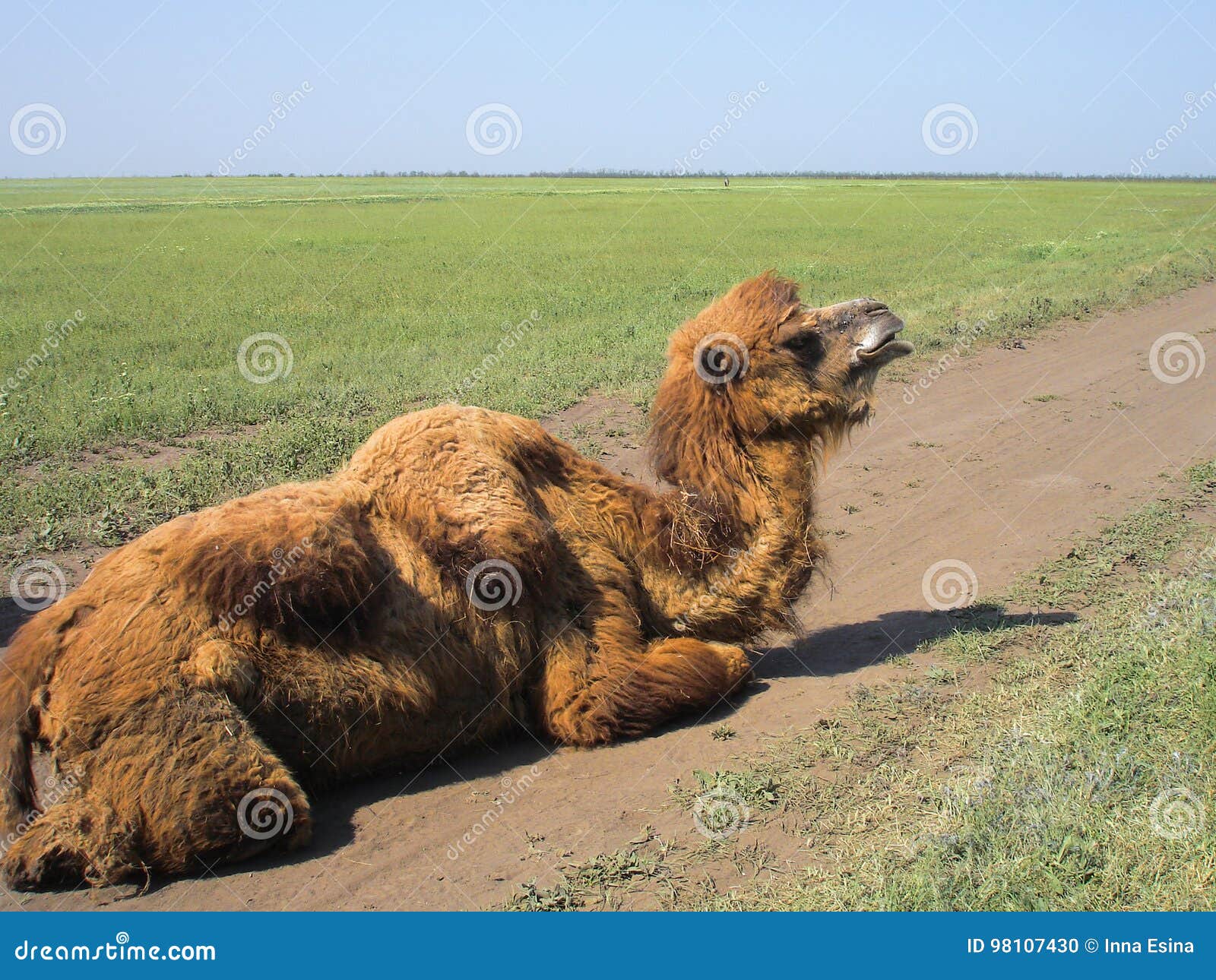 Kamel stockfoto. Bild von kopf, tier, mündung, wiederkäuer - 98107430