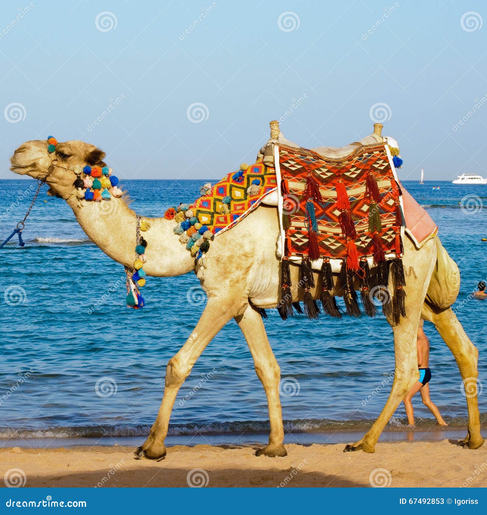 Kamel egypt fotografering för bildbyråer. Bild av egyptier - 67492853