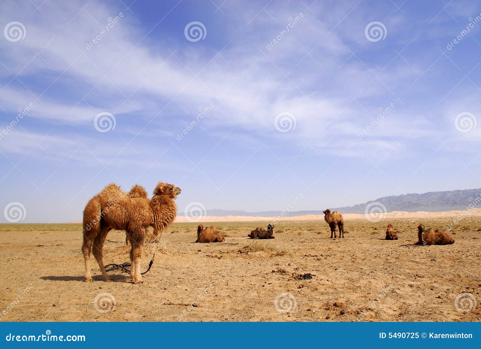 Kamele in Der Gobi-Wüste, Mongolei Stockbild - Bild von reisend, sand ...