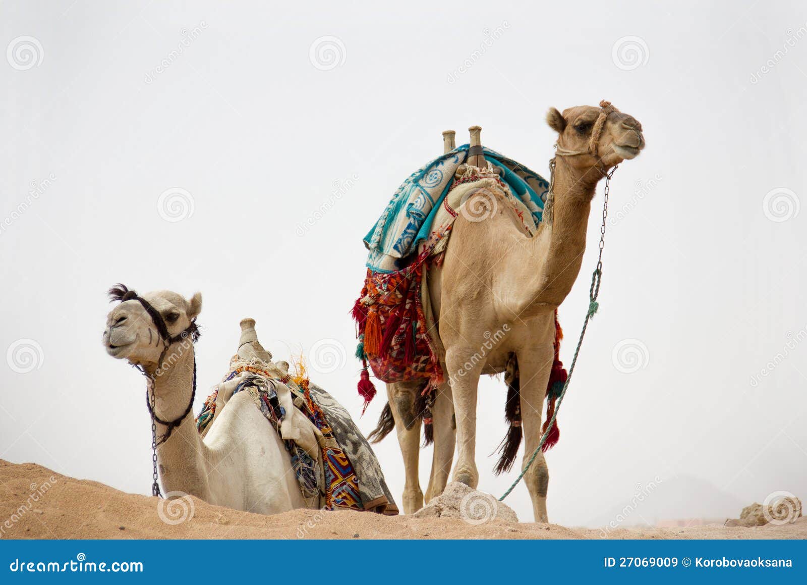 Kamele in der Natur stockbild. Bild von arabisch, sommer - 27069009